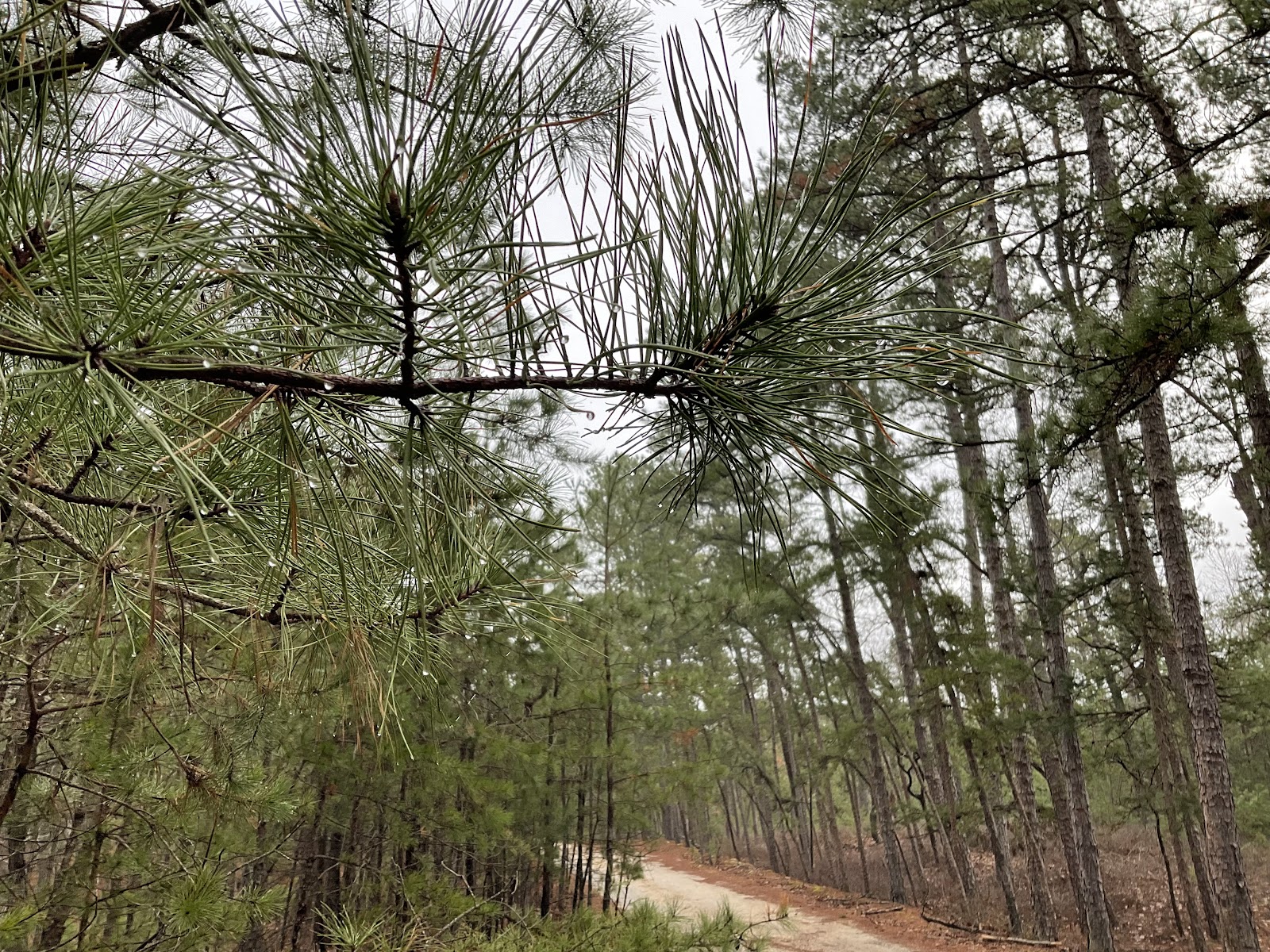 Pine Barrens, Day One — Batsto Village - Intensive Learning @ MFS